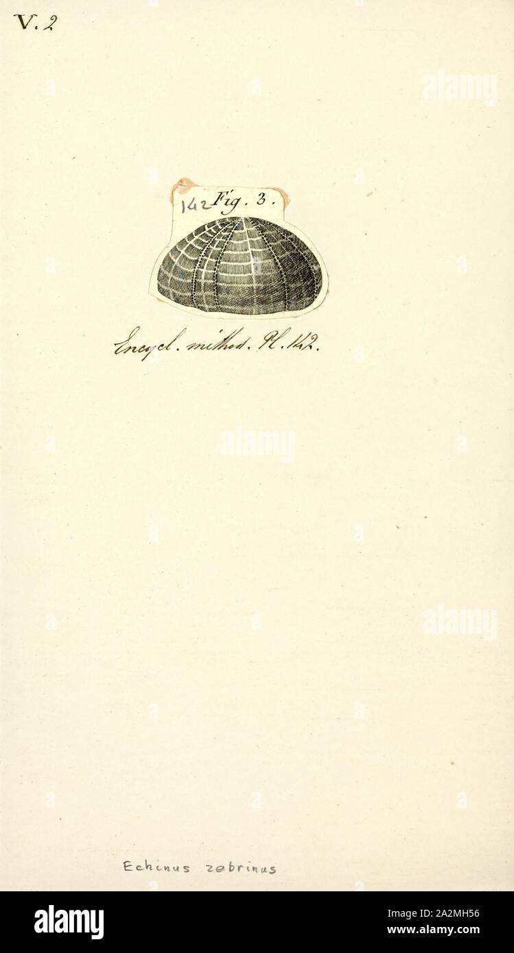 Echinus hi-res stock photography and images - Alamy