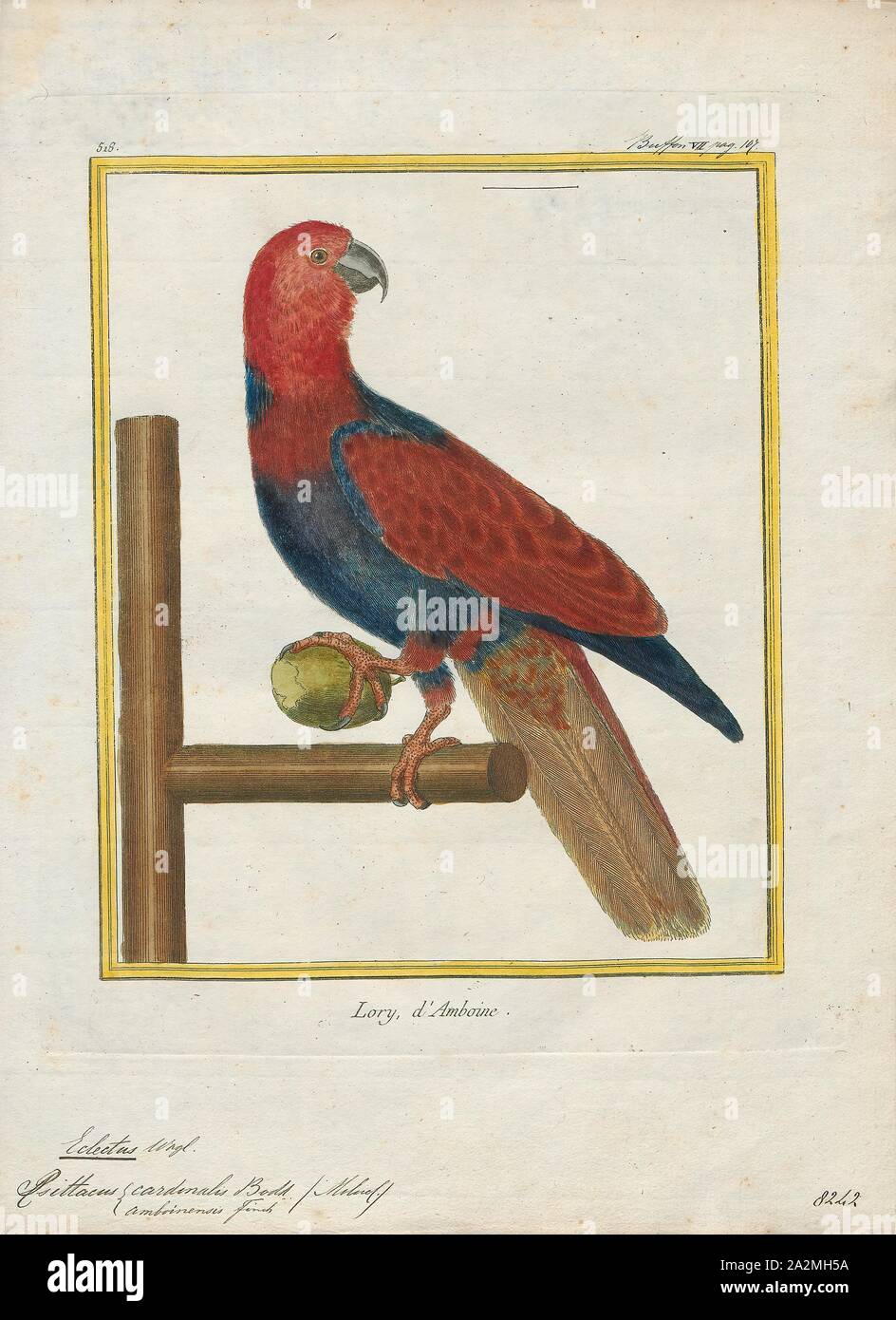 Eclectus cardinalis hi-res stock photography and images - Alamy