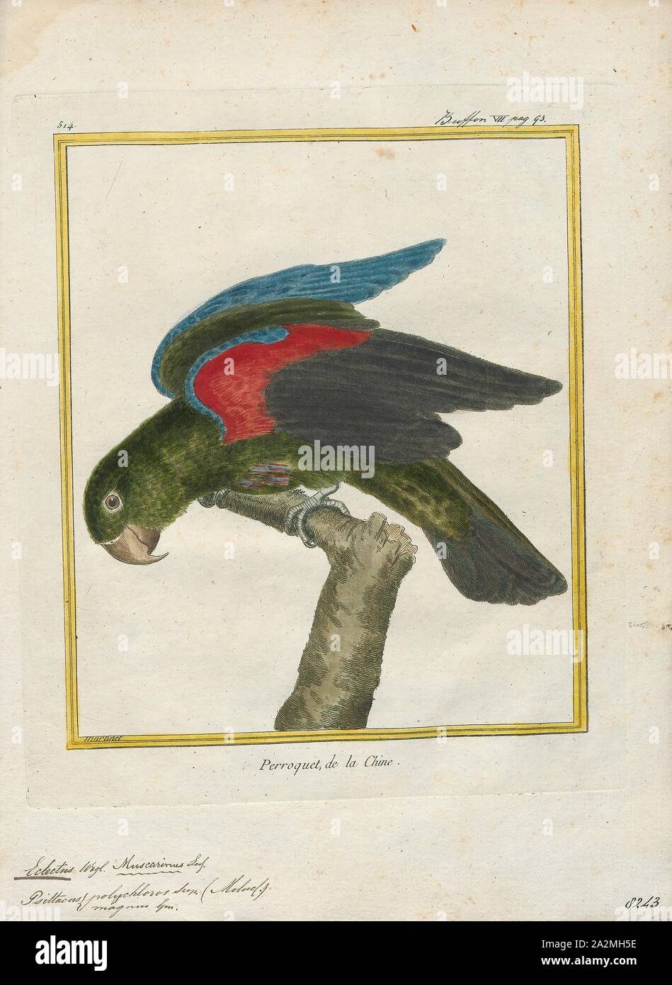 Eclectus infectus hi-res stock photography and images - Alamy