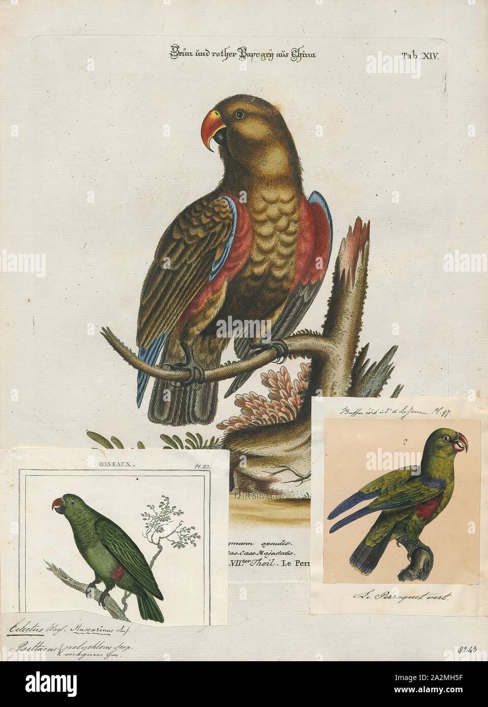 Eclectus polychlorus, Print, The parrot genus Eclectus consists of two ...