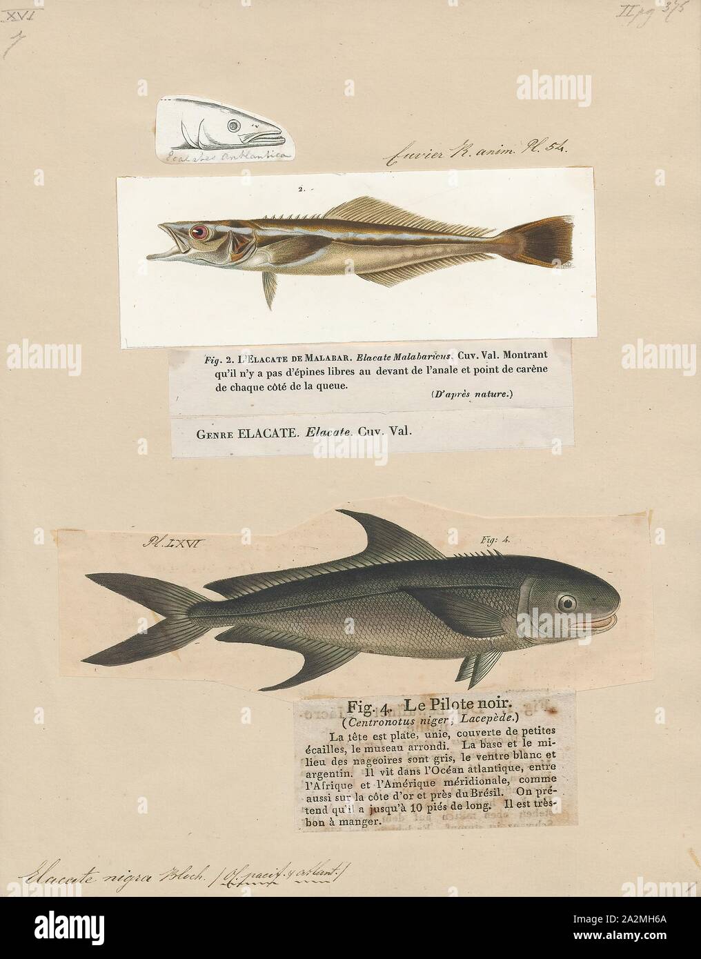 Elacate hi-res stock photography and images - Alamy