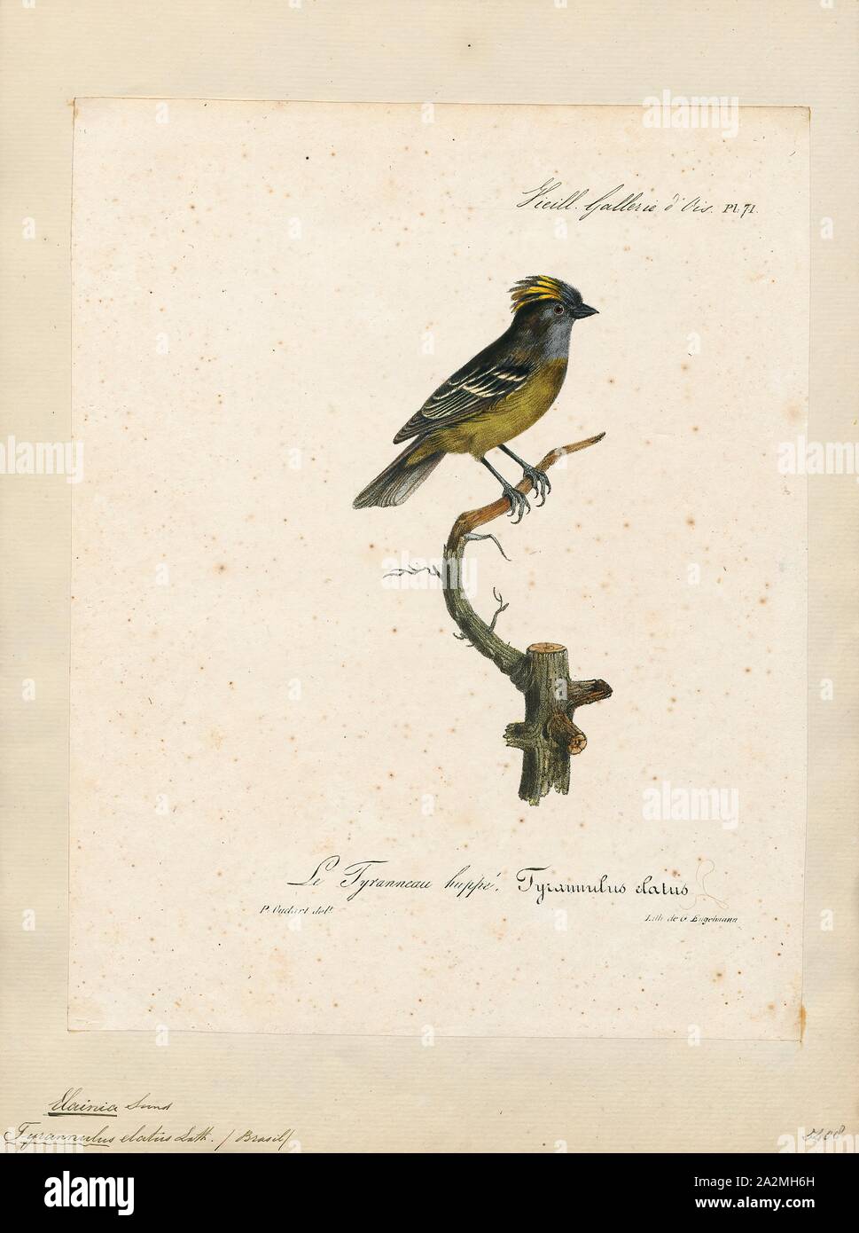 Elata hi-res stock photography and images - Alamy