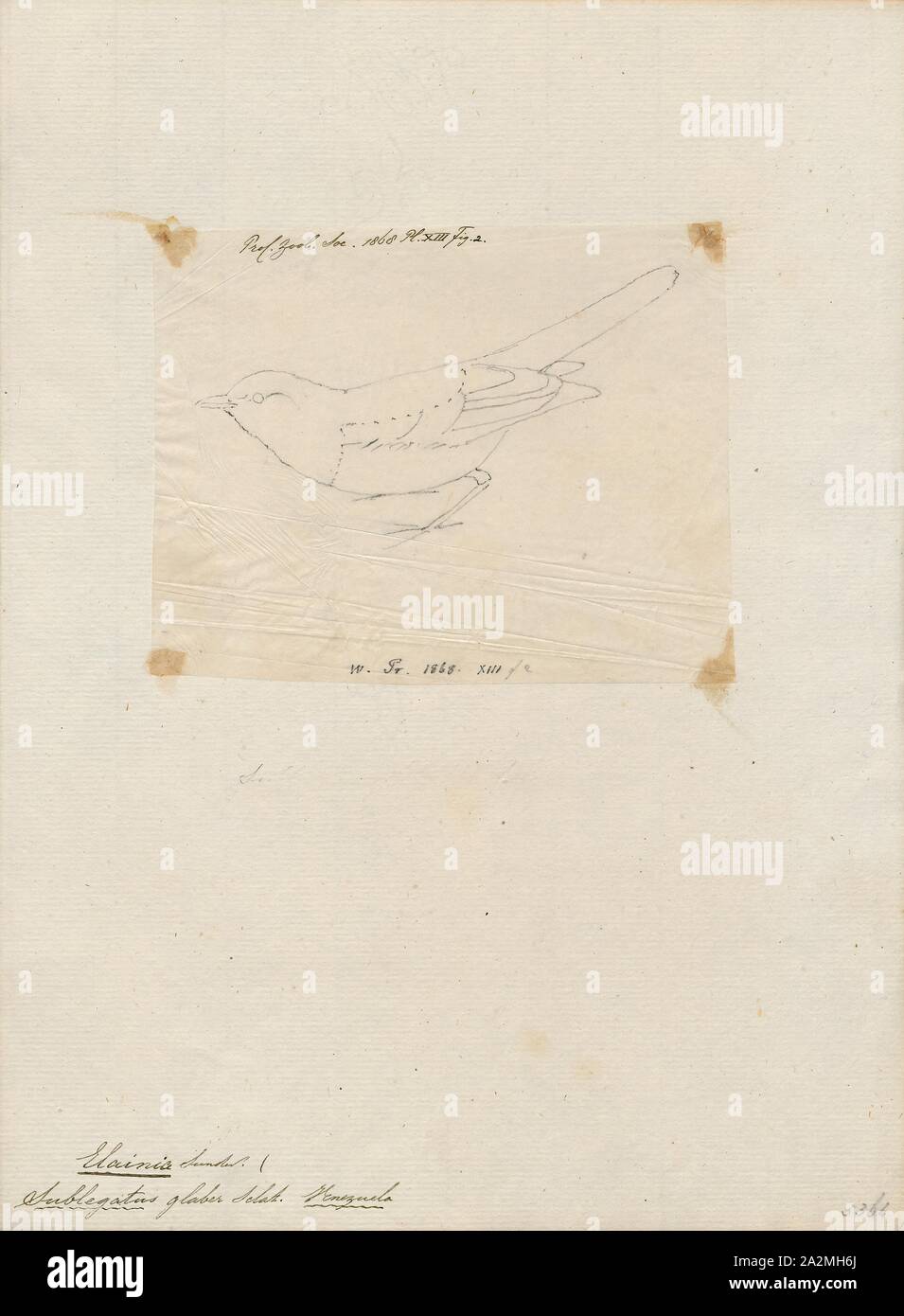 Elainia hi-res stock photography and images - Alamy