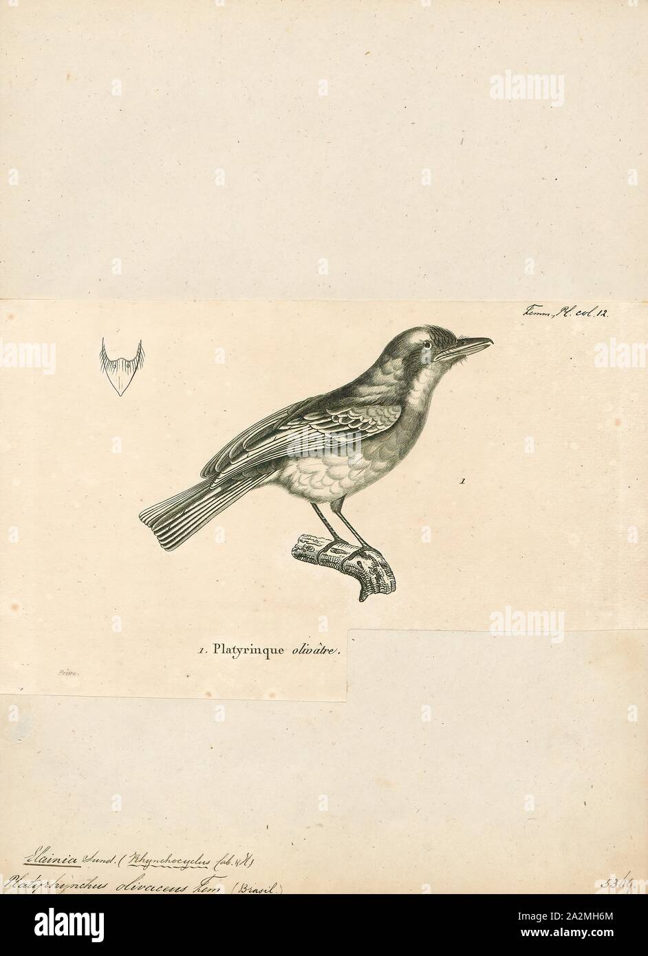 Elainia olivacea hi-res stock photography and images - Alamy