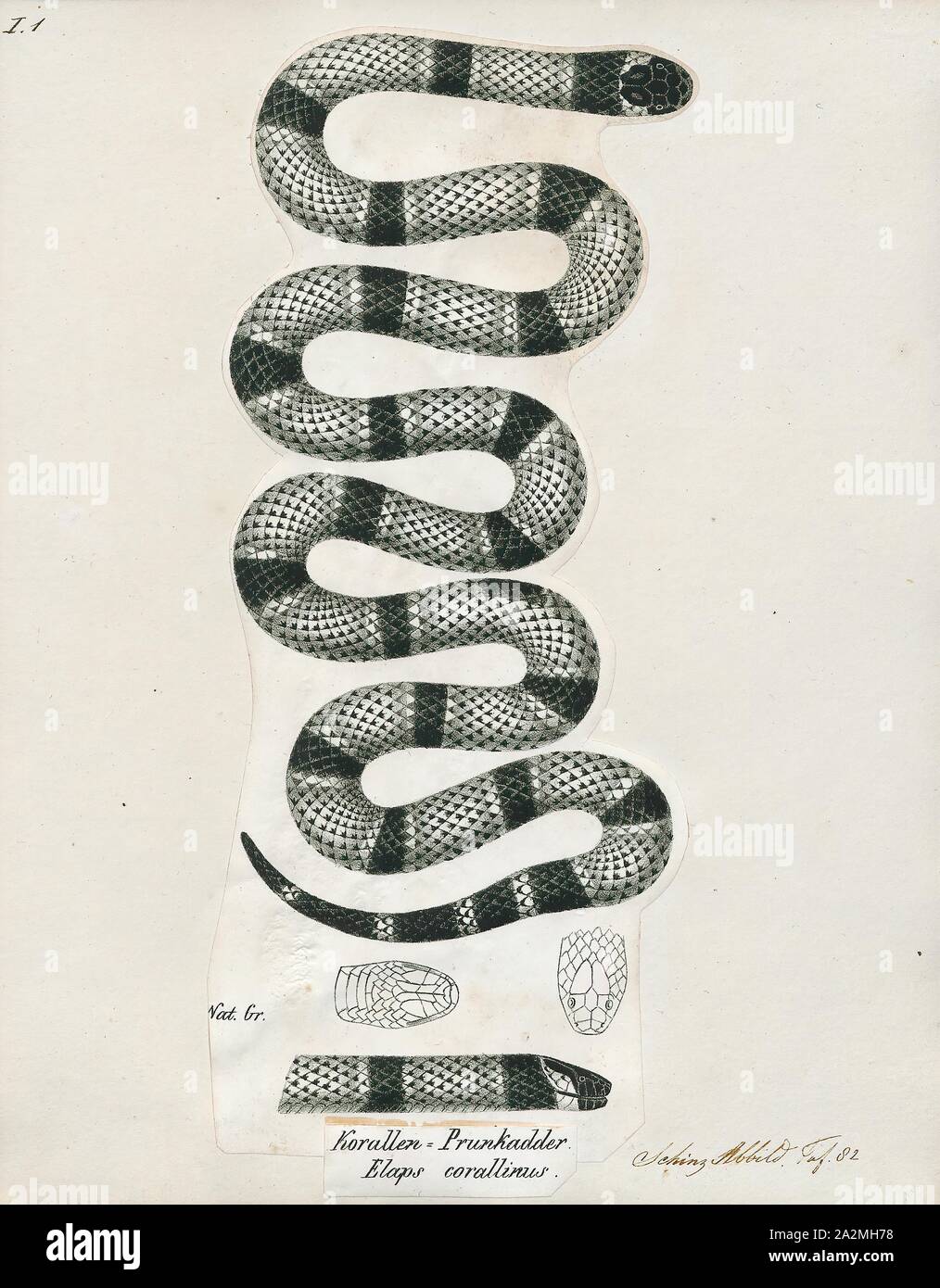 Various snake species hi-res stock photography and images - Alamy