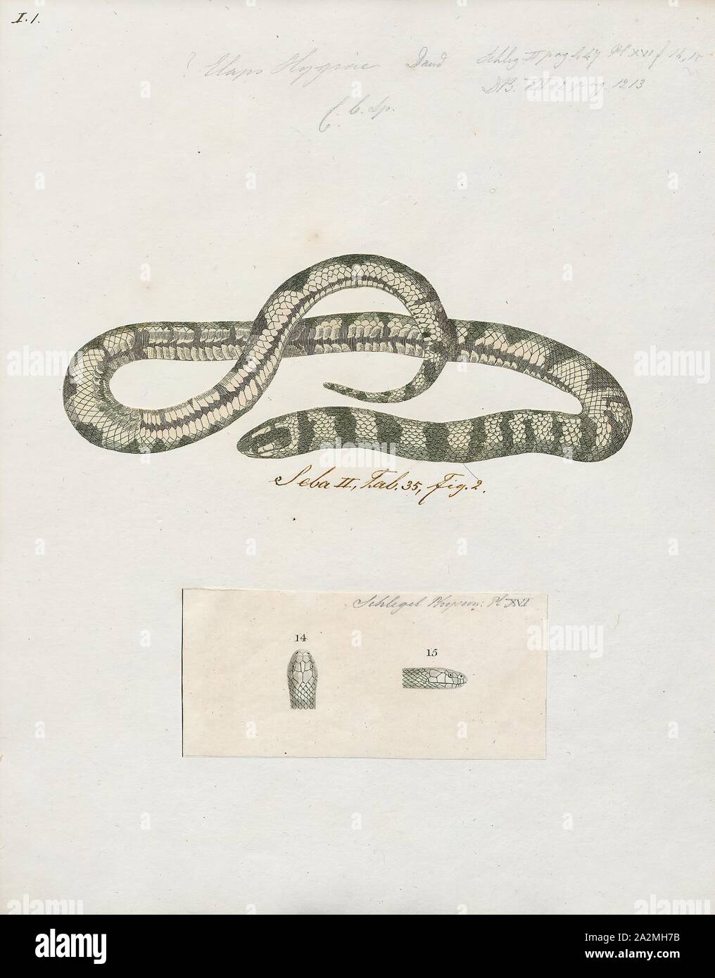 Elaps hygiae, Print, Elapidae, Elapidae is a family of venomous snakes ...