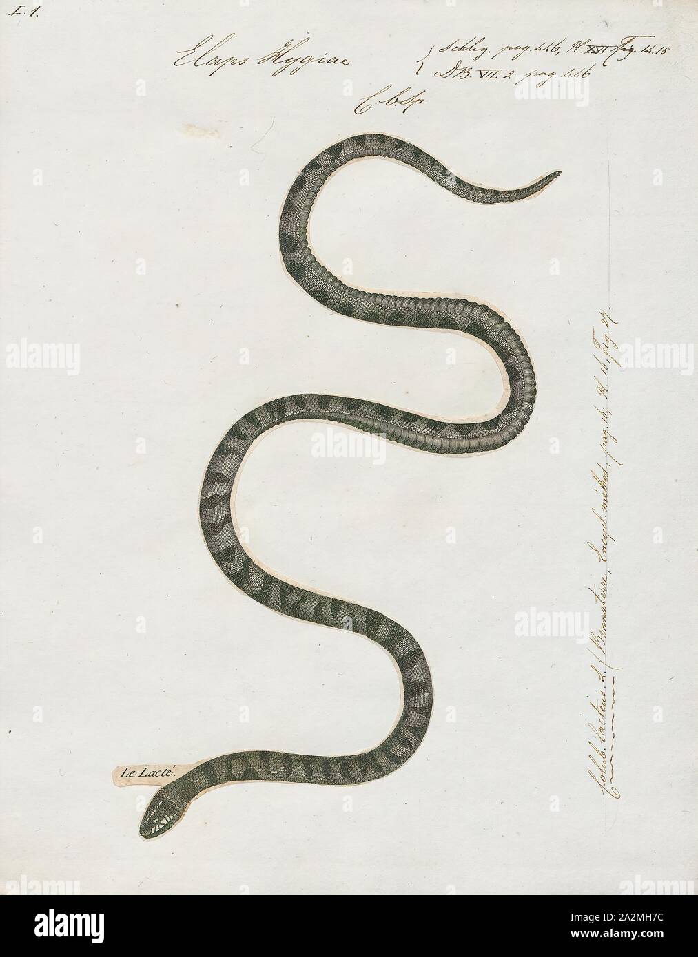 Various Snake Species High Resolution Stock Photography and Images - Alamy