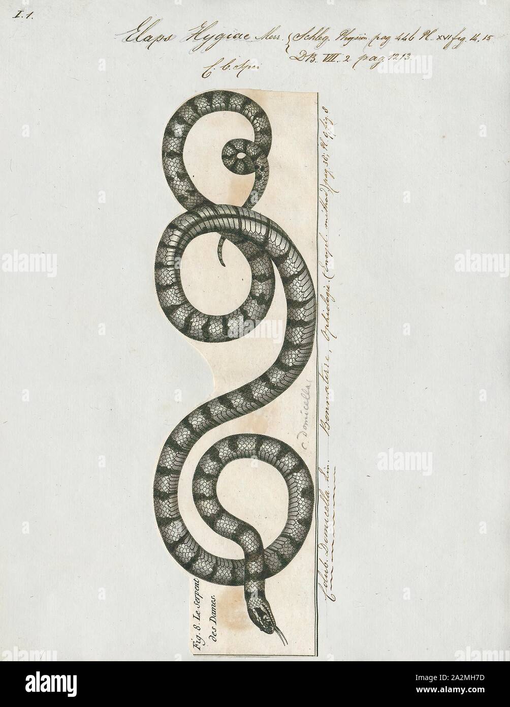 Various Snake Species High Resolution Stock Photography and Images - Alamy