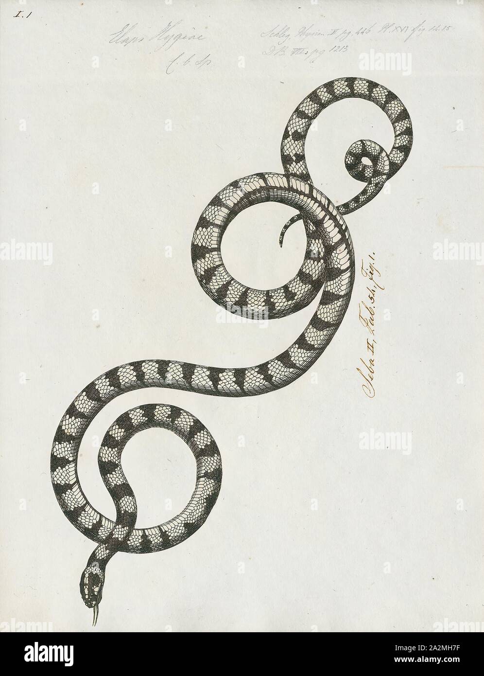 Elaps hygiae, Print, Elapidae, Elapidae is a family of venomous snakes ...