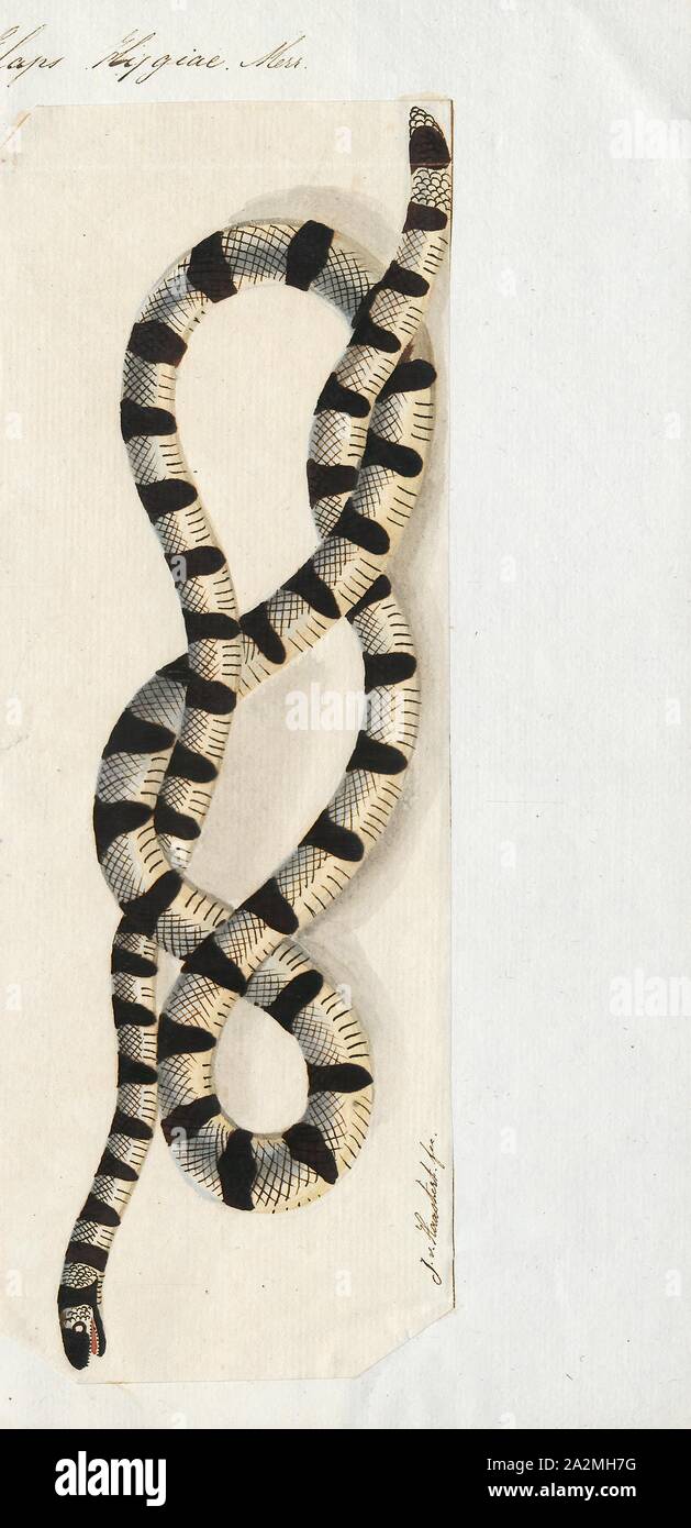 Various snake species hi-res stock photography and images - Alamy