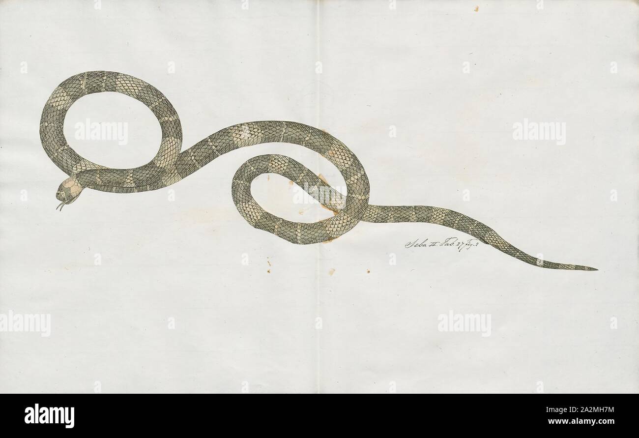 Fixed fangs hi-res stock photography and images - Alamy