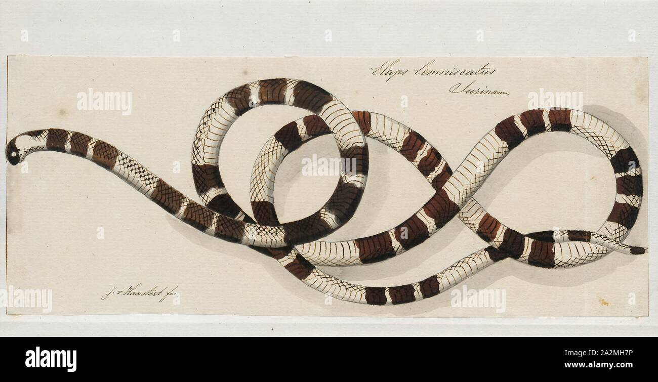 Longest fangs hi-res stock photography and images - Alamy