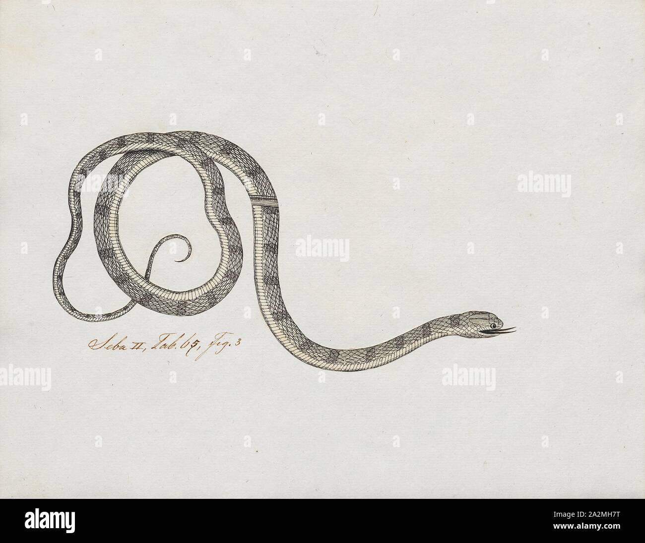 Various Snake Species High Resolution Stock Photography and Images - Alamy