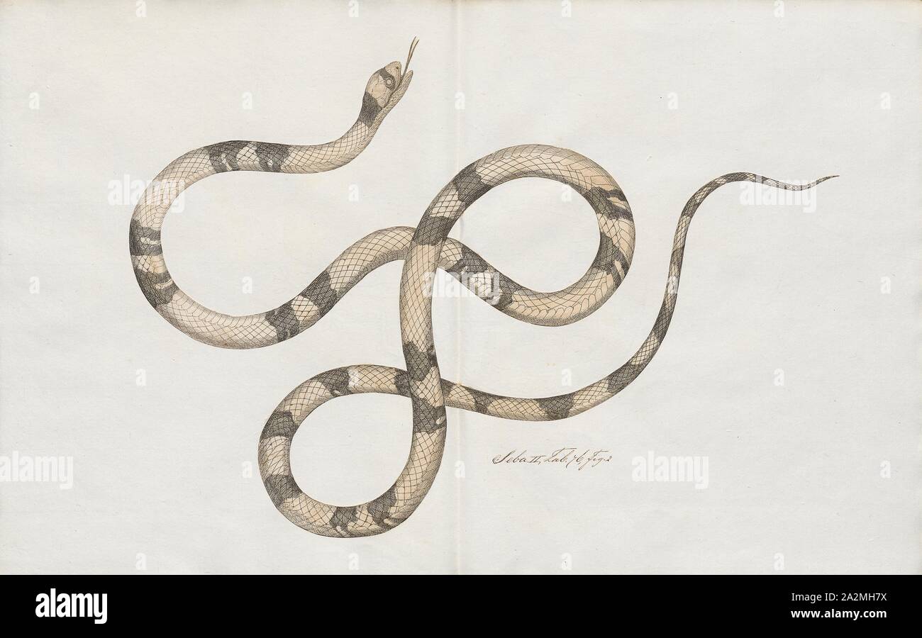 Elaps spec hi-res stock photography and images - Alamy