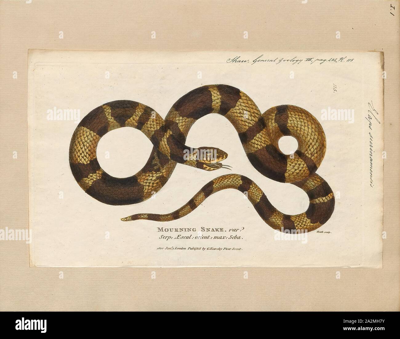 Various Snake Species High Resolution Stock Photography and Images - Alamy