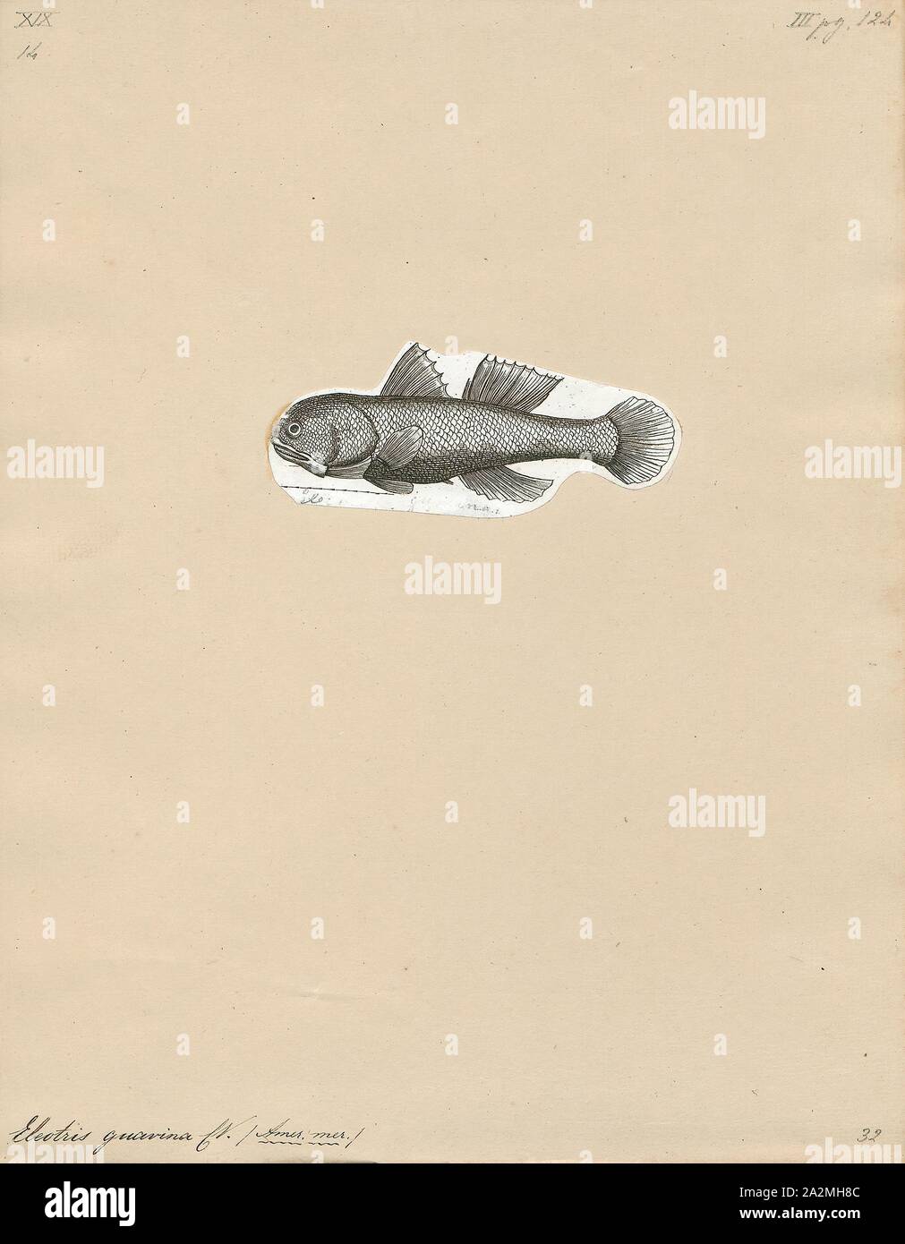 Eleotris guavina, Print, Eleotris is a genus of fish in the family Eleotridae with a ...