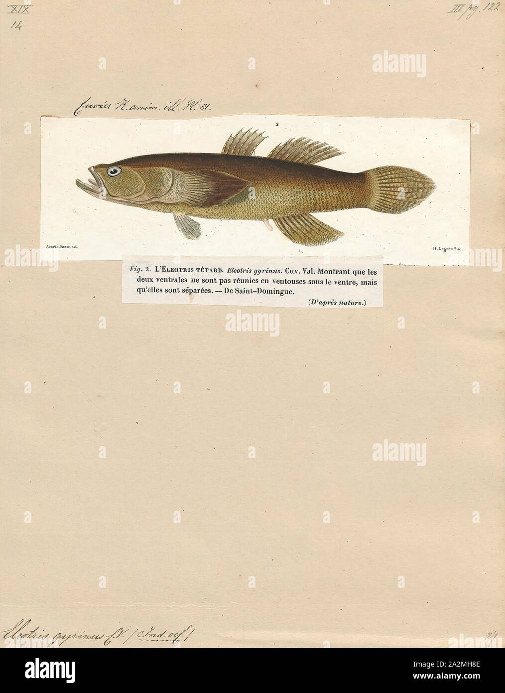 Gyrinus hi-res stock photography and images - Alamy