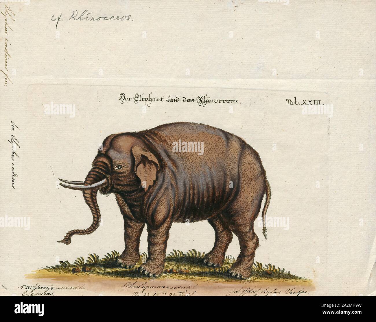 Elephas indicus, Print, Elephas is one of two surviving genera in the ...