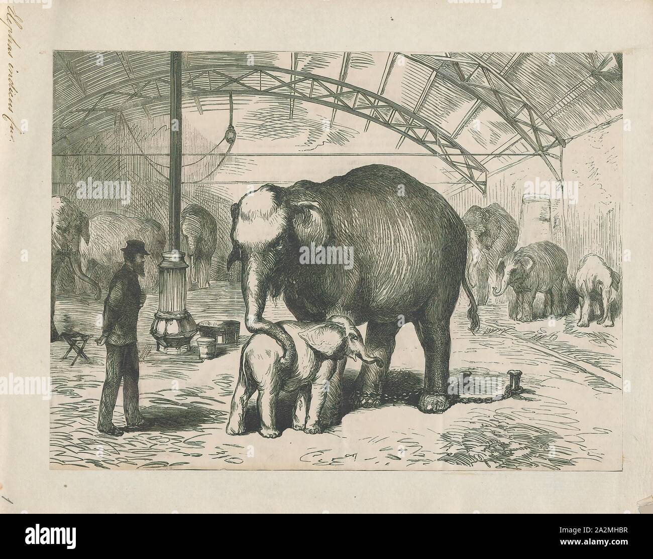 Elephas indicus, Print, Elephas is one of two surviving genera in the ...