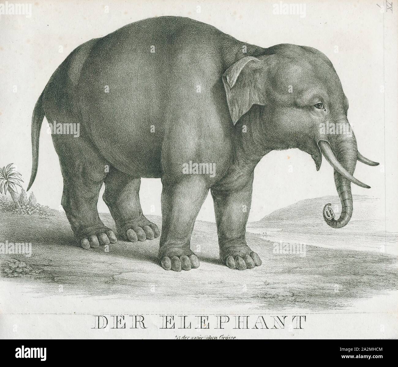 Elephas indicus, Print, Elephas is one of two surviving genera in the ...
