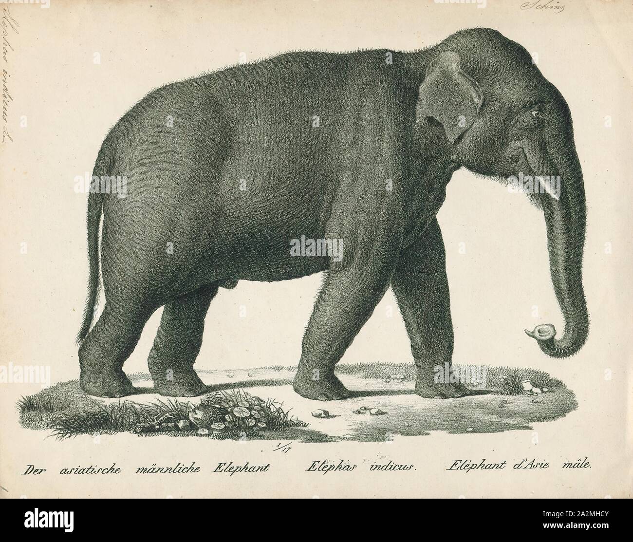 Elephas indicus, Print, Elephas is one of two surviving genera in the ...