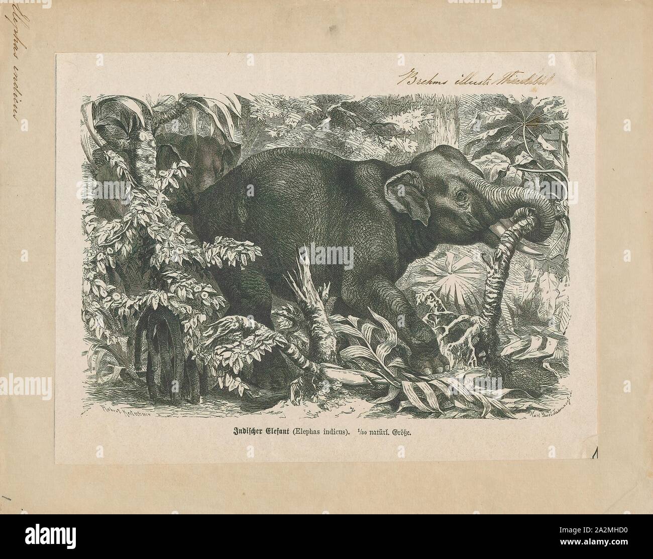 Elephas indicus, Print, Elephas is one of two surviving genera in the ...