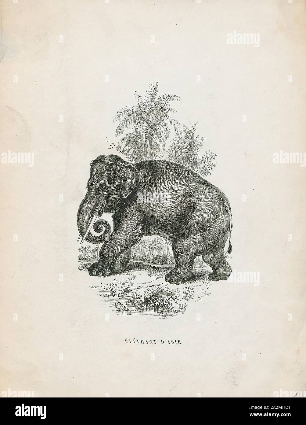 Elephas indicus, Print, Elephas is one of two surviving genera in the ...