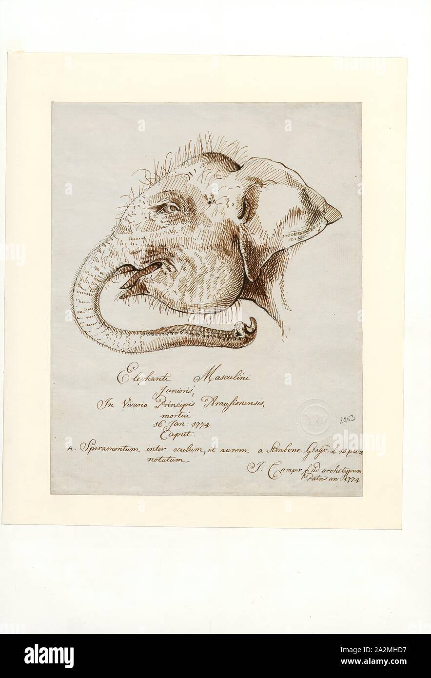 Elephas indicus, Print, Elephas is one of two surviving genera in the ...