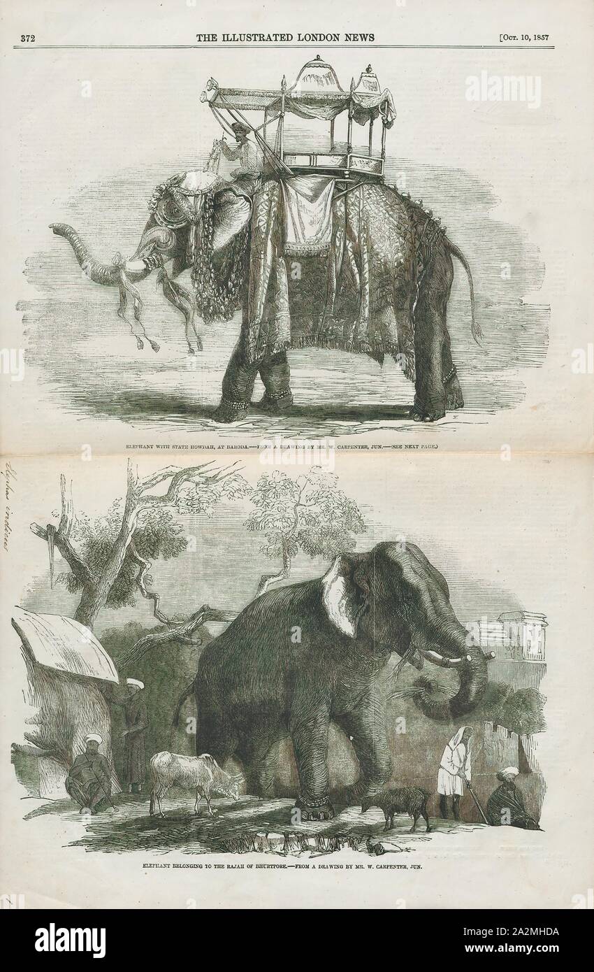 Elephas indicus, Print, Elephas is one of two surviving genera in the ...