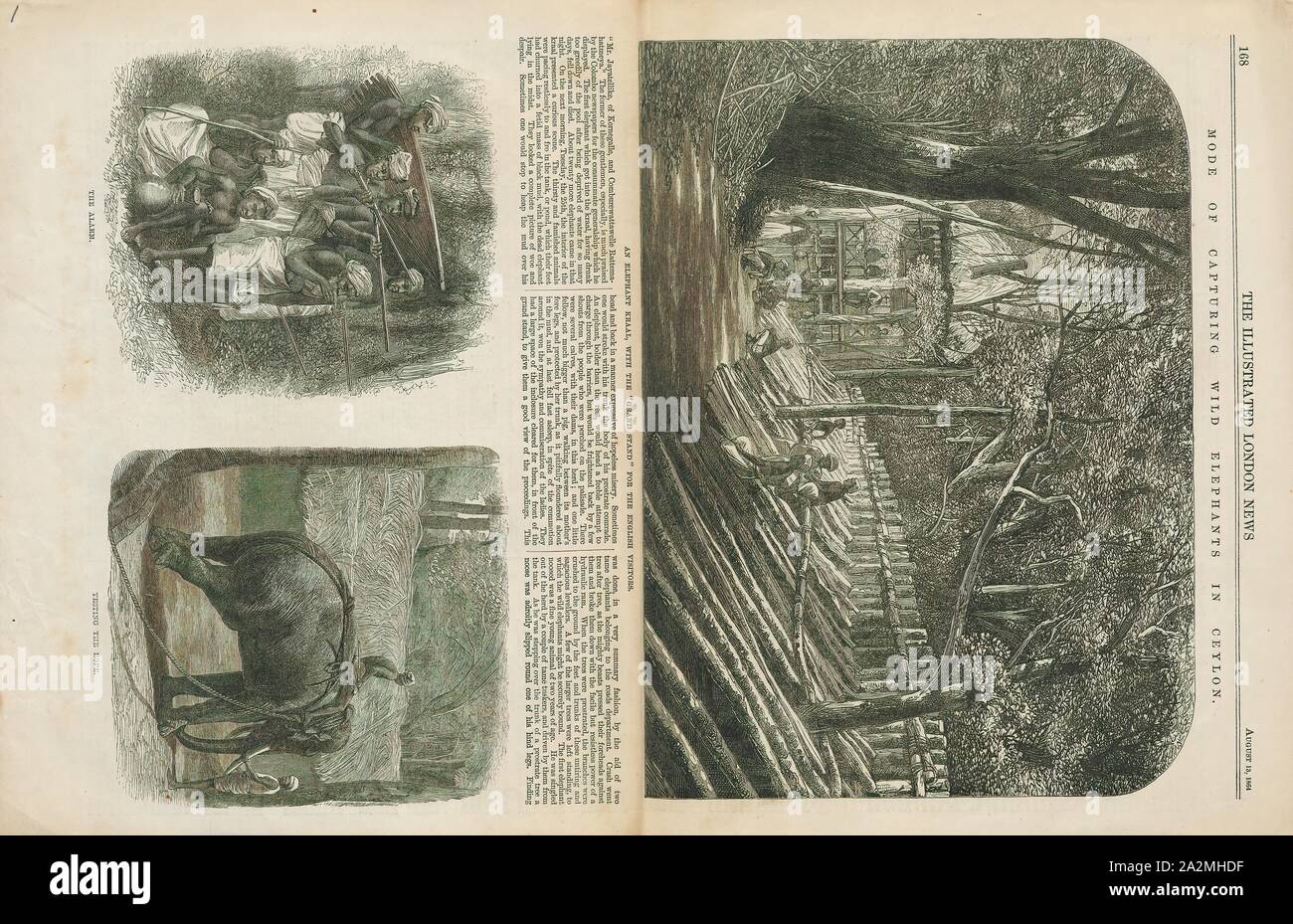 Elephas indicus, Print, Elephas is one of two surviving genera in the ...