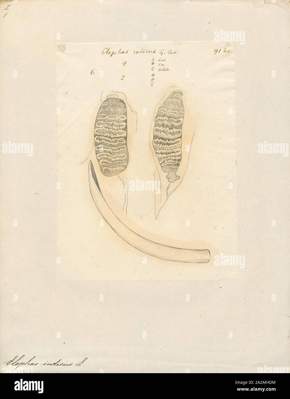Elephas indicus, Print, Elephas is one of two surviving genera in the ...