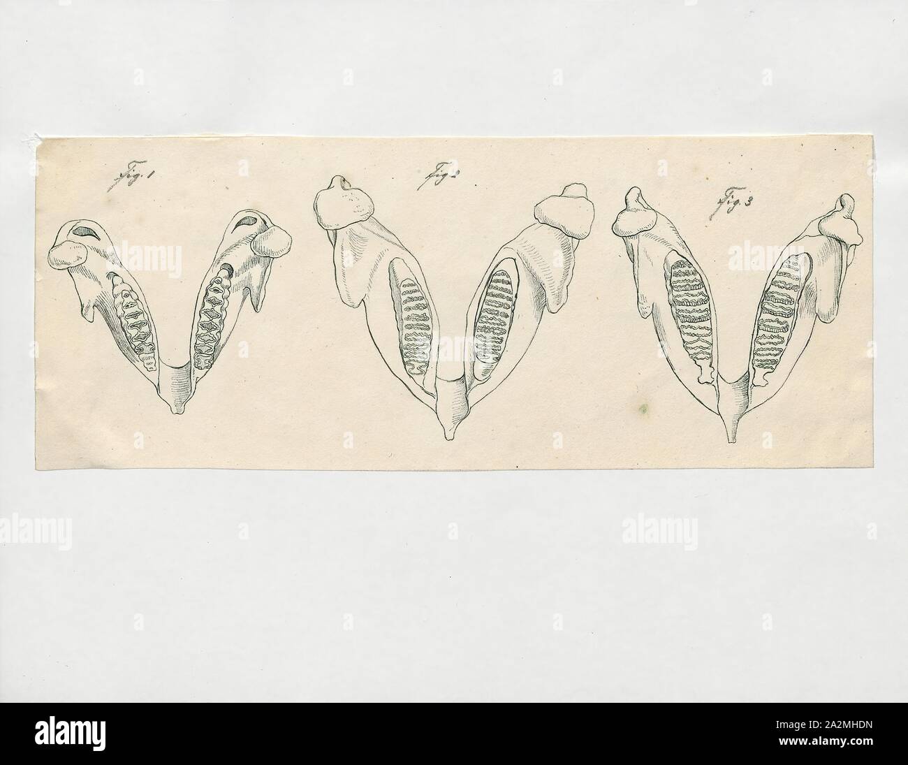 Elephas indicus, Print, Elephas is one of two surviving genera in the ...