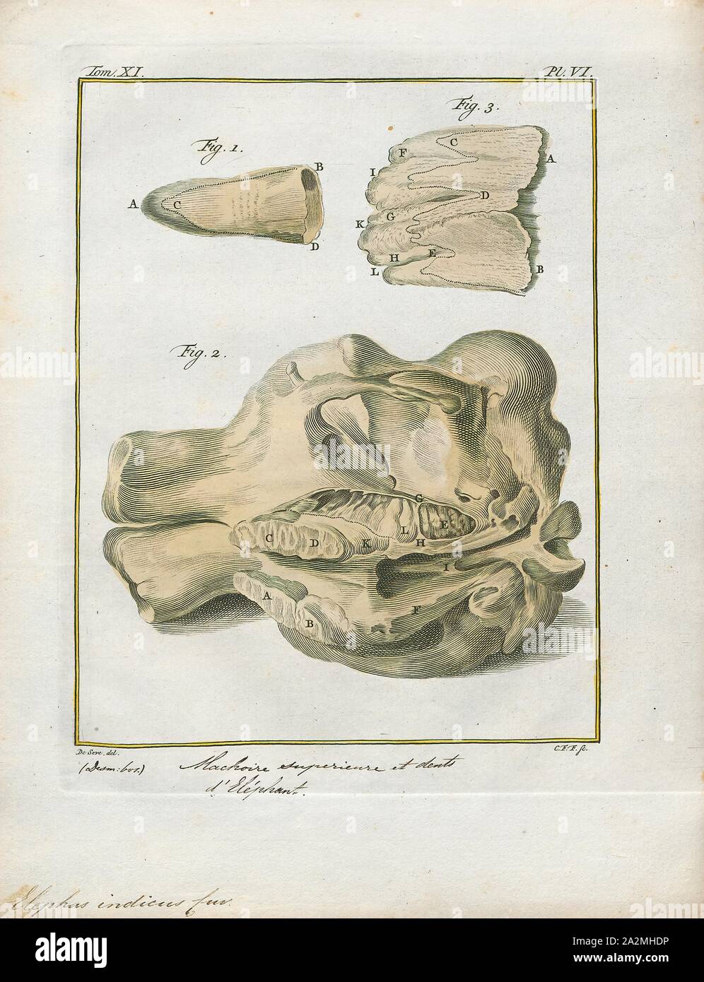 Elephas indicus skull hi-res stock photography and images - Alamy