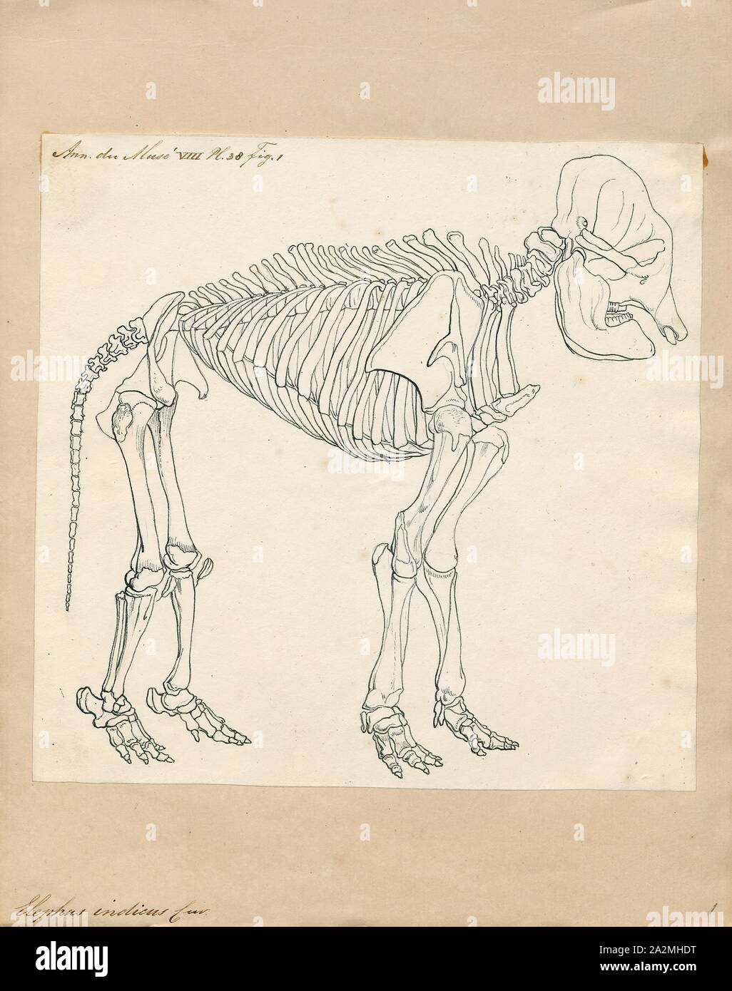 Asian Elephant Skeleton High Resolution Stock Photography and Images ...