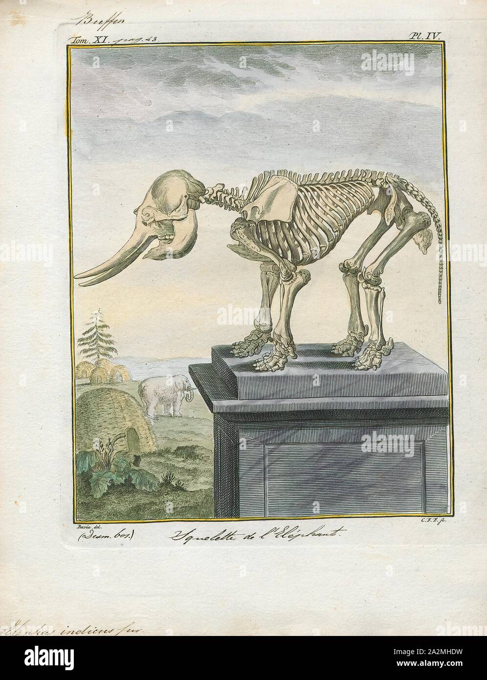 Elephas indicus, Print, Elephas is one of two surviving genera in the ...