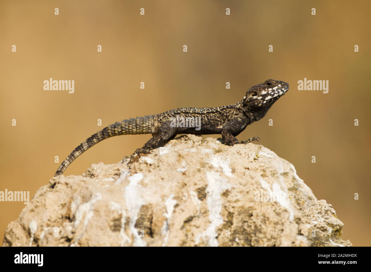 Rough Tail Rock Agama -חרדון מצוי Laudakia stellio Stock Photo - Alamy
