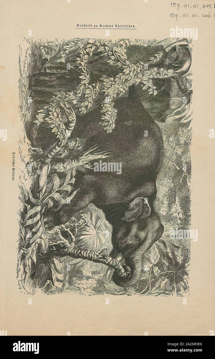 Three extant recognised subspecies hi-res stock photography and images ...