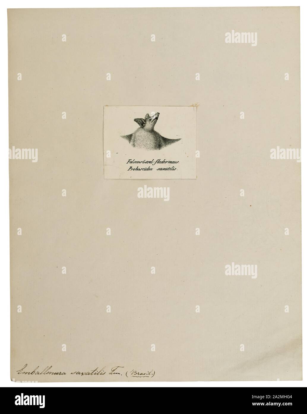 Emballonuridae hi-res stock photography and images - Alamy