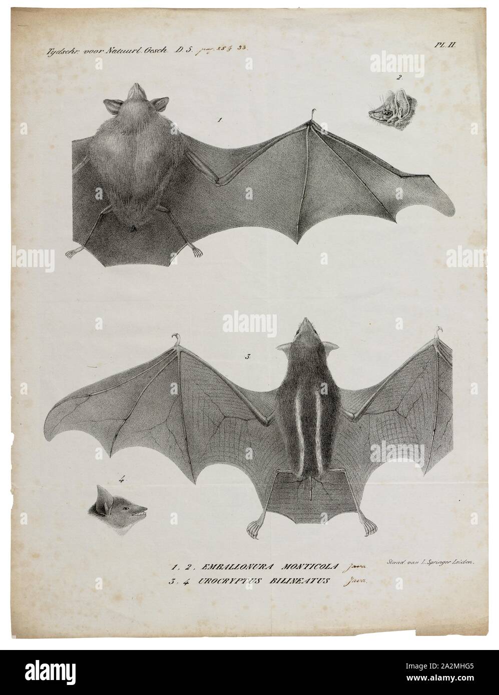 Emballonura spec hi-res stock photography and images - Alamy