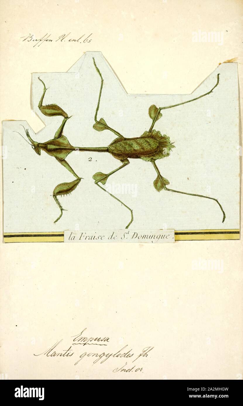 Empusa hi-res stock photography and images - Alamy