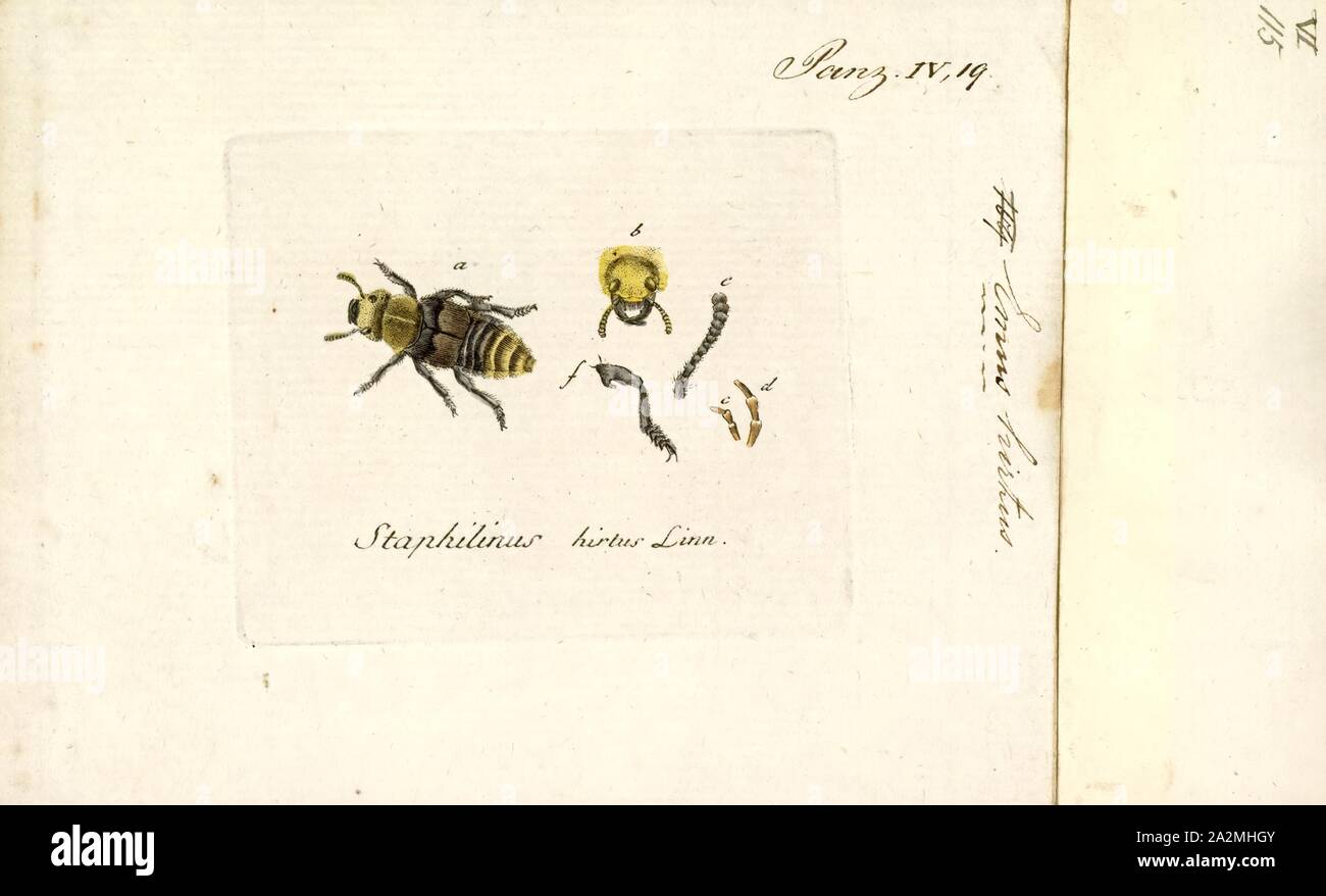 Emus, Print, Emus is a genus of insect. There are four known species ...