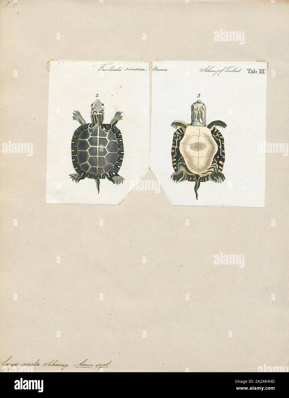 Emys picta, Print, Emys is a small genus of turtles in the family ...