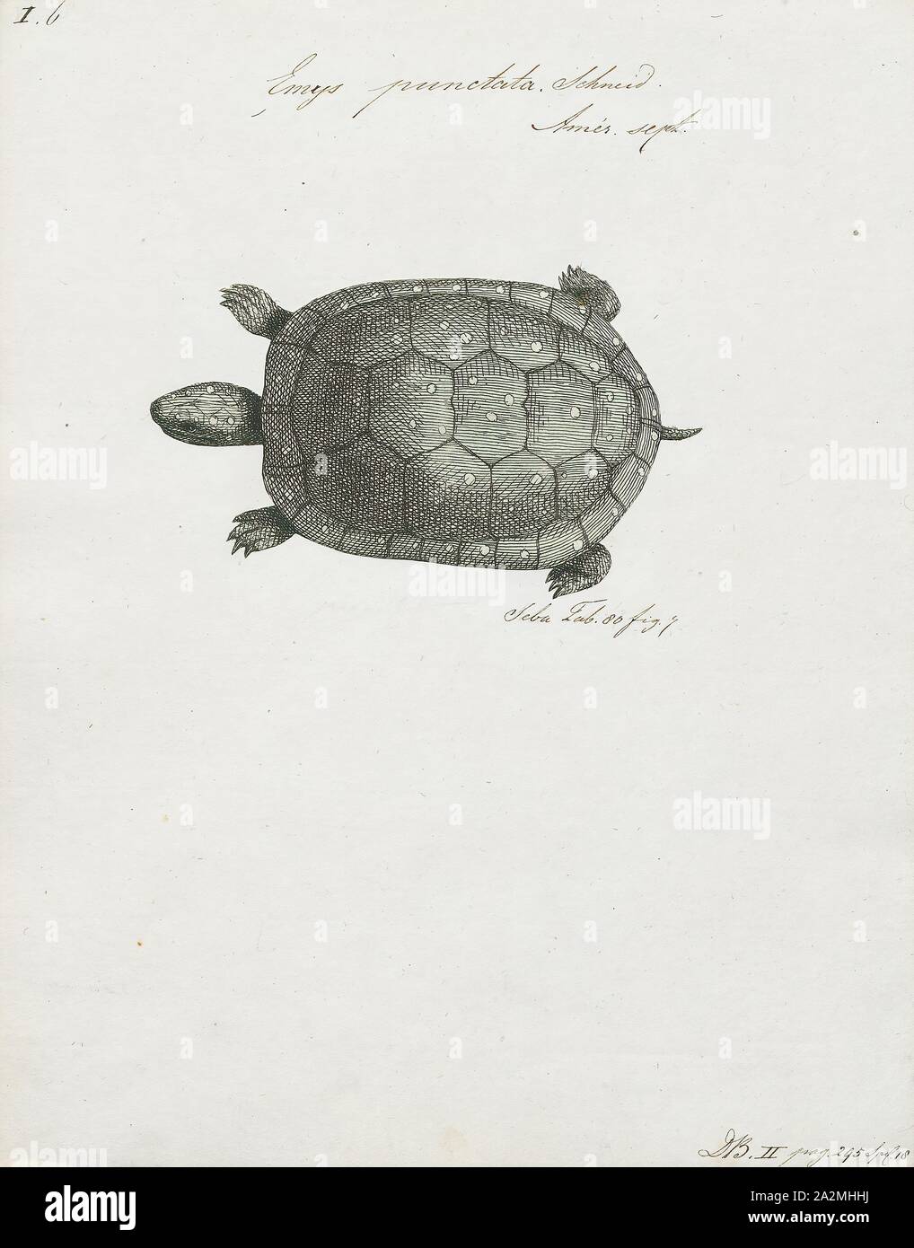 Emys punctata, Print, Emys is a small genus of turtles in the family ...