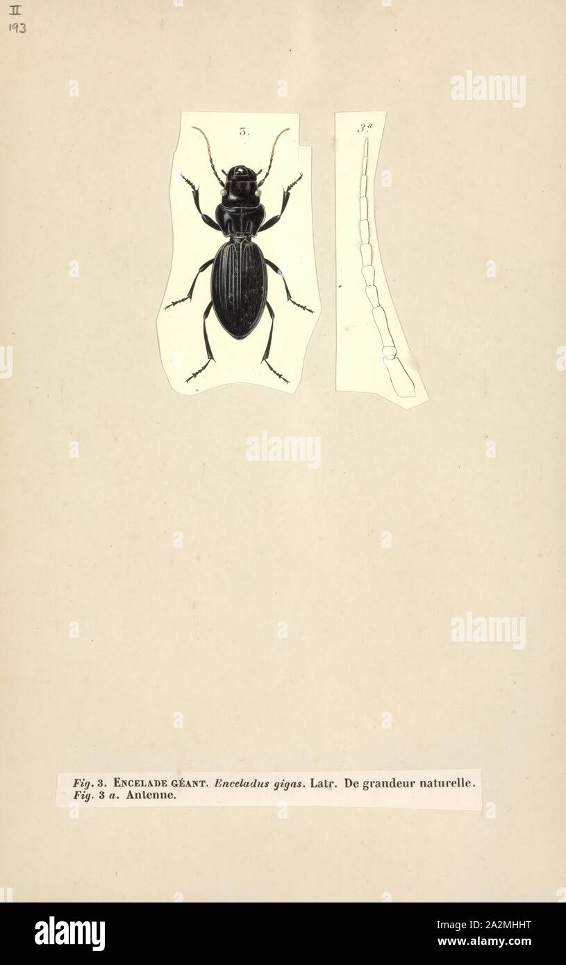 Enceladus hi-res stock photography and images - Alamy