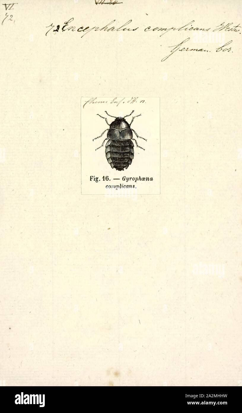 Encephalus hi-res stock photography and images - Alamy