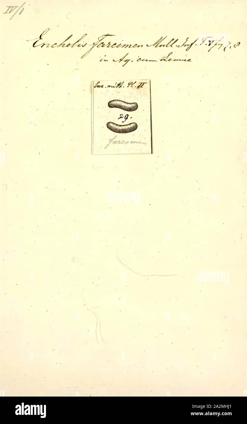 Farcimen hi-res stock photography and images - Alamy