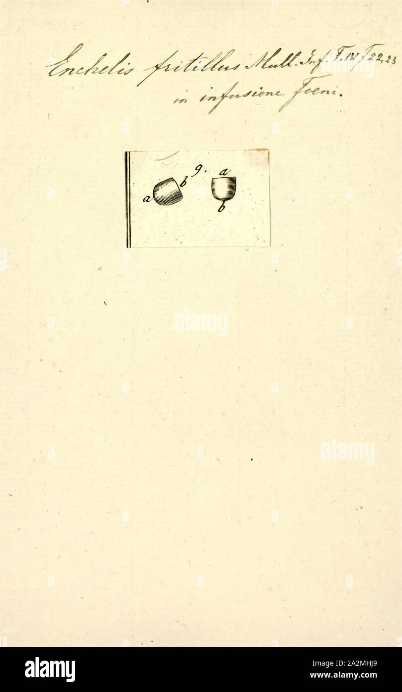 Enchelis fritillus, Print Stock Photo - Alamy