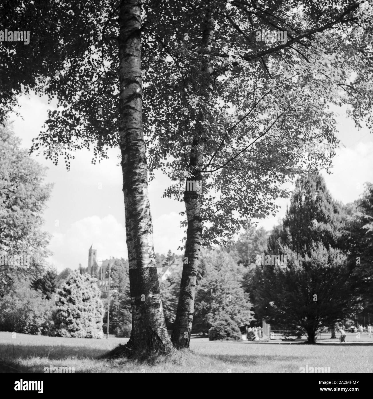Deutschland 1930er jahre two old birch trees in public garden hi-res ...
