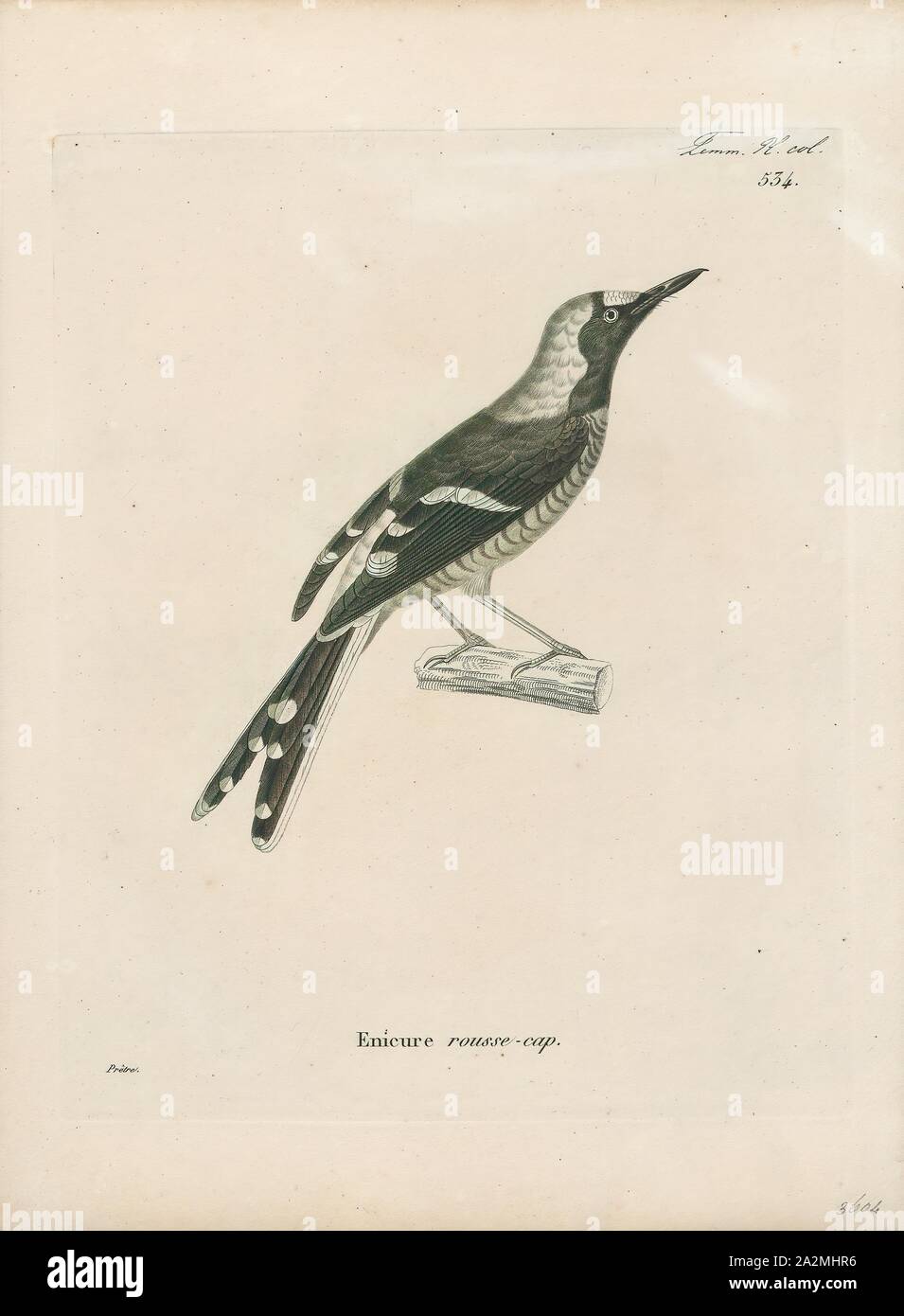 Forktail bird hi-res stock photography and images - Alamy