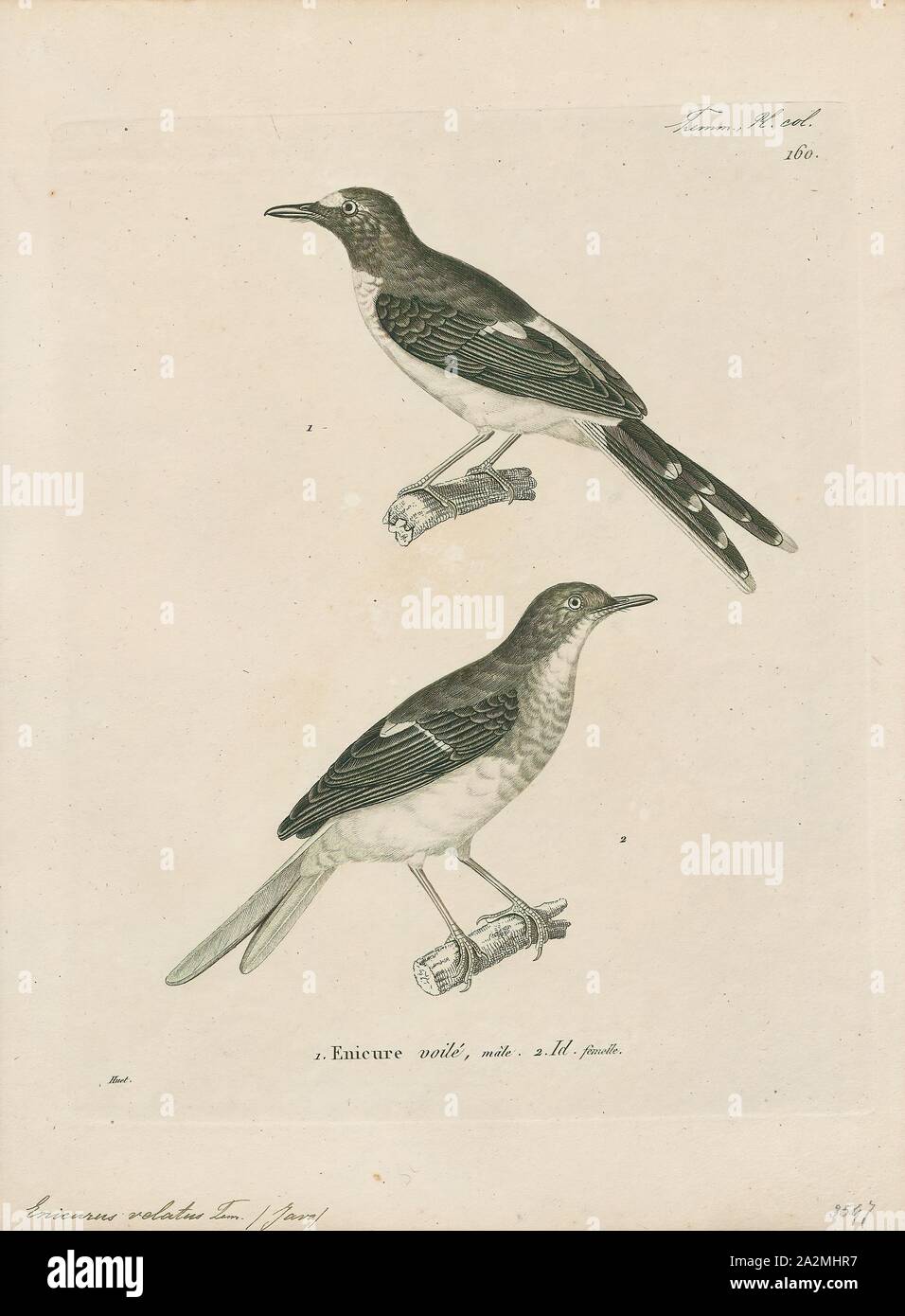 Forktail bird hi-res stock photography and images - Alamy